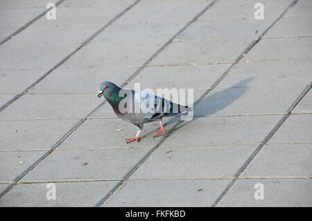 City pigeon posing for pictures.The most common types of pigeons in ...
