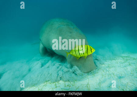 Dugong (Dugong dugon) feeding in the seagrass bed with diver. Dimakya ...