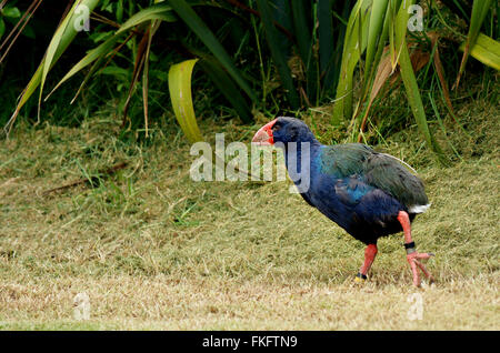Takahe, a native New Zealand bird Stock Photo - Alamy