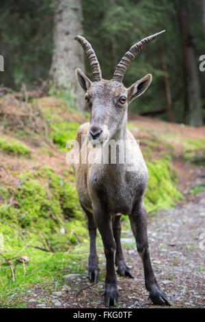 A female Alpine Ibex Stock Photo - Alamy