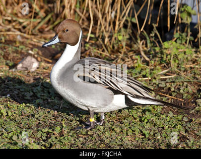 Northern pintail ducks (Anas acuta) flying in blue sky over green field ...