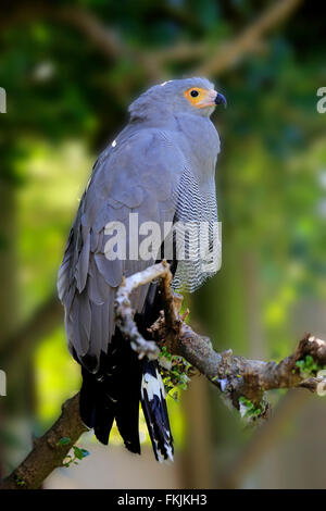Harrier Hawk, Gymnogene, adult on tree, South Africa, Africa ...