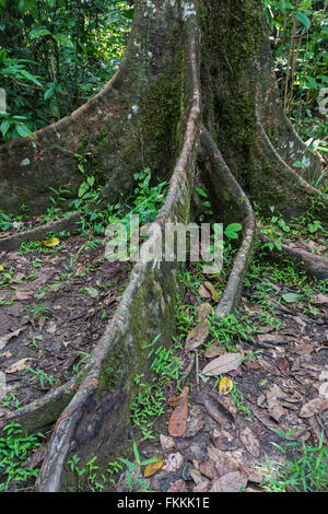 Buttress roots on a rainforest tree, Malaysia Stock Photo - Alamy