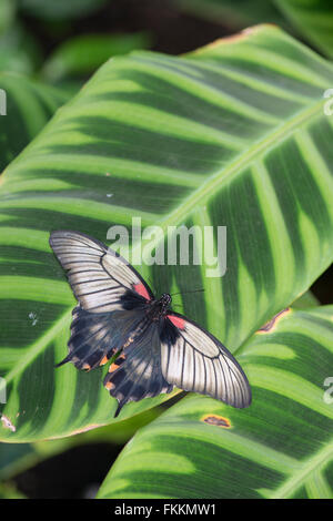Great Mormon butterfly ( Papilio memnon ) on Robusta coffee blossom on ...