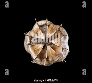 Nigella, seed pod Stock Photo - Alamy