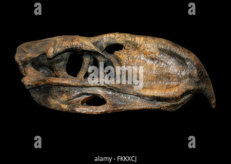 terror bird phorusrhacos Stock Photo - Alamy