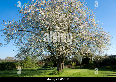 Wild cherry tree in full bloom, with lots of tiny flowers Stock Photo ...