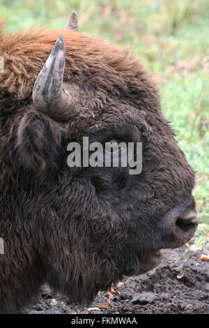 Nose and mouth of a bison/buffalo Stock Photo - Alamy