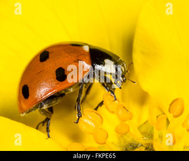 ladybug on yellow flower Stock Photo - Alamy