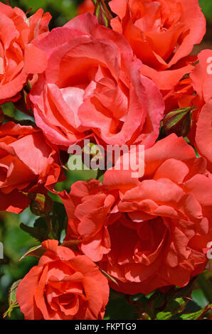 Coral colored roses Stock Photo - Alamy