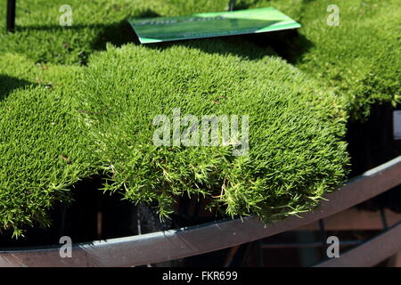 Scleranthus Biflorus or known as Lime Lava, Australian native ground ...