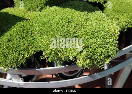 Scleranthus Biflorus or known as Lime Lava, Australian native ground ...