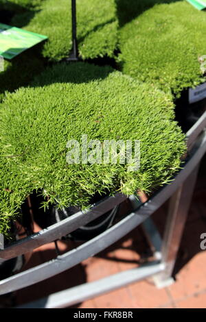 Scleranthus Biflorus or known as Lime Lava, Australian native ground ...