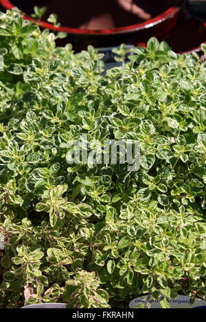Vertical macro of thyme with green leaves and purple flower heads ...