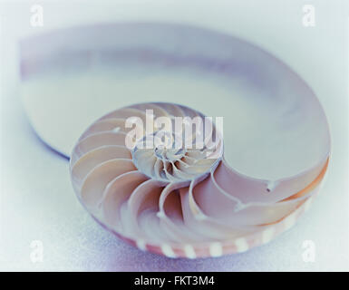 A nautilus shell Stock Photo - Alamy