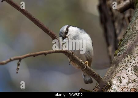 The photo depicts a nuthatch on tree Stock Photo - Alamy