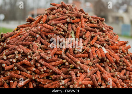 Dried corn cobs shelled after the corn kernels picked by machine Stock ...