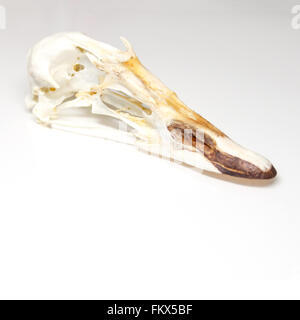 The skull of a duck Stock Photo - Alamy