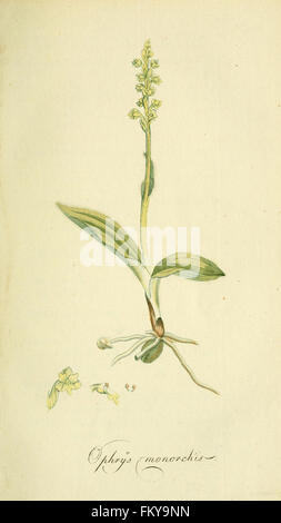 Flora Europaea Inchoata (Plate 3) is a work documenting plant species ...