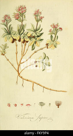 'Flora Europaea Inchoata' presents illustrations of European plant ...