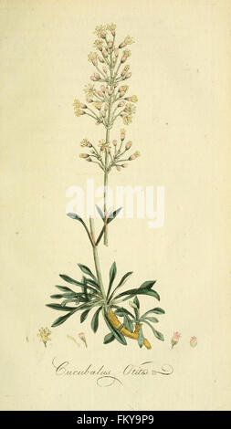 This plate from 'Flora Europaea inchoata' features plant species found ...