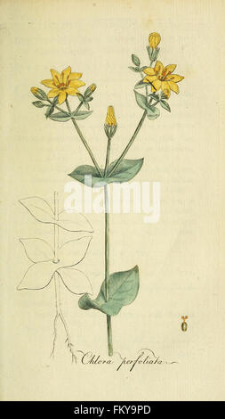 Plate 6 from 'Flora Europaea Inchoata' features early botanical ...