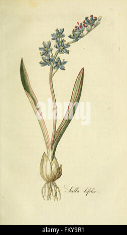 Flora Europaea Inchoata (Plate 3) is a work documenting plant species ...