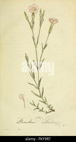 An illustration from *Flora Europaea*, focusing on European plant ...