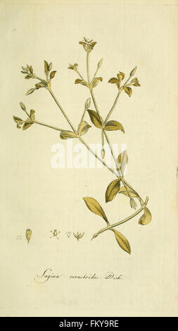 'Flora Europaea Inchoata' presents illustrations of European plant ...