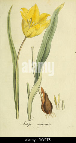 'Flora Europaea' showcases plant species native to Europe, with ...