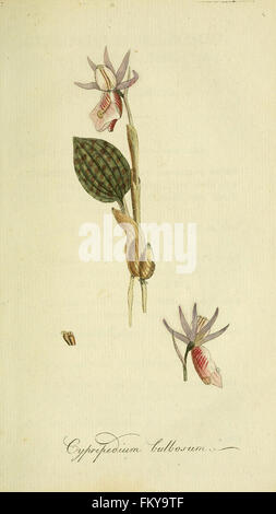 'Flora Europaea Inchoata' presents illustrations of European plant ...