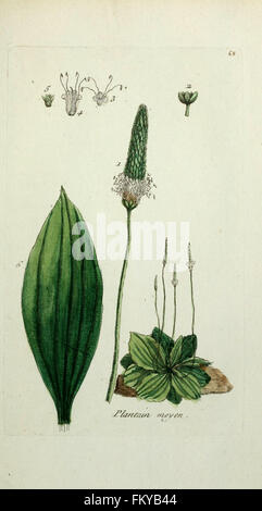 This plate from 'Flora Parisiensis' illustrates plant species native to ...
