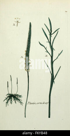 This plate from 'Flora Parisiensis' illustrates plant species native to ...