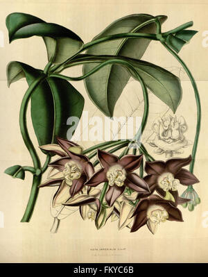 This work from the Missouri Botanical Garden’s Peter H. Raven Library ...