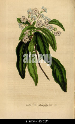 This illustration from the Peter H. Raven Library at the Missouri ...