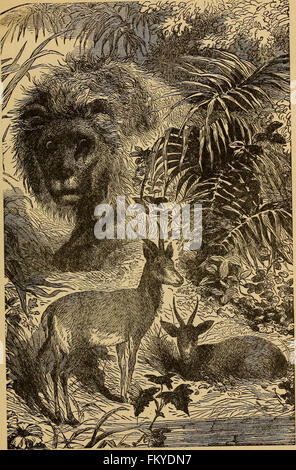 'Four Feet, Wings, and Fins' (1879) examines the diverse forms of ...