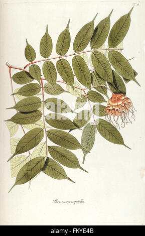 This plate from 'Fragmenta Botanica' illustrates various botanical ...