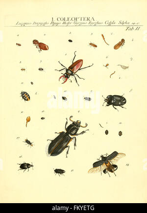 This illustration from 'Genera insectorum' depicts insects as ...
