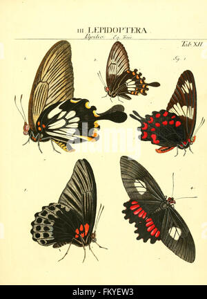 This pictorial work illustrates various genera of insects, providing ...
