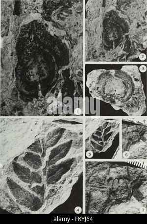 This 1977 study presents an early Pennsylvanian flora, including ...