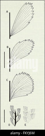 This study examines the plant species from the Pennsylvanian period ...
