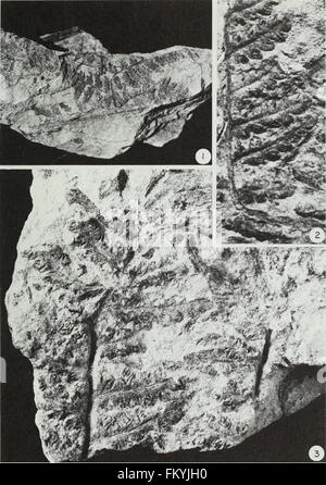 This 1977 study explores the early Pennsylvanian flora from west ...