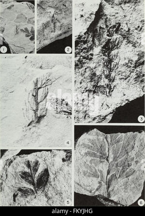 A study of Early Pennsylvanian flora from west-central Illinois ...