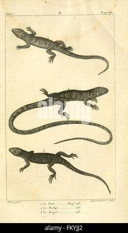 This plate illustrates various species of quadrupeds (four-legged ...