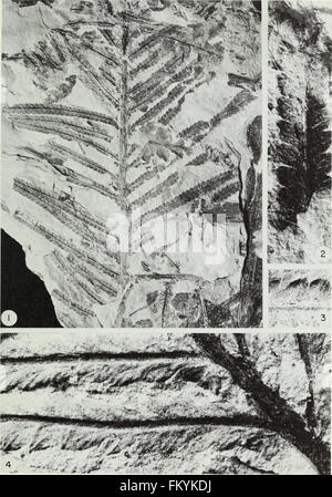This study focuses on the early Pennsylvanian period's paleotopography ...