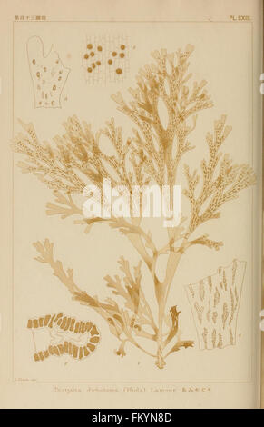 *Icones of Japanese Algae* features detailed illustrations of algae ...