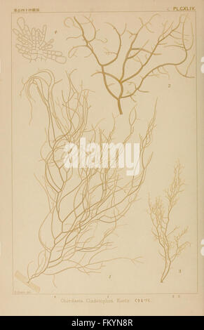 This plate from *Icones of Japanese Algae* features detailed depictions ...