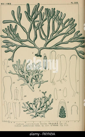 This plate from 'Icones of Japanese Algae' illustrates various algae ...