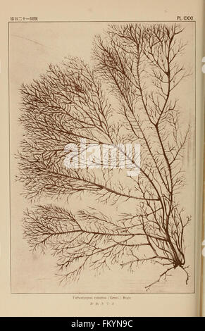 This plate from 'Icones of Japanese algae' showcases various algae ...