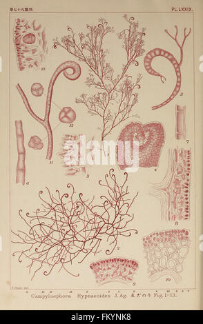 *Icones of Japanese Algae* features detailed illustrations of algae ...